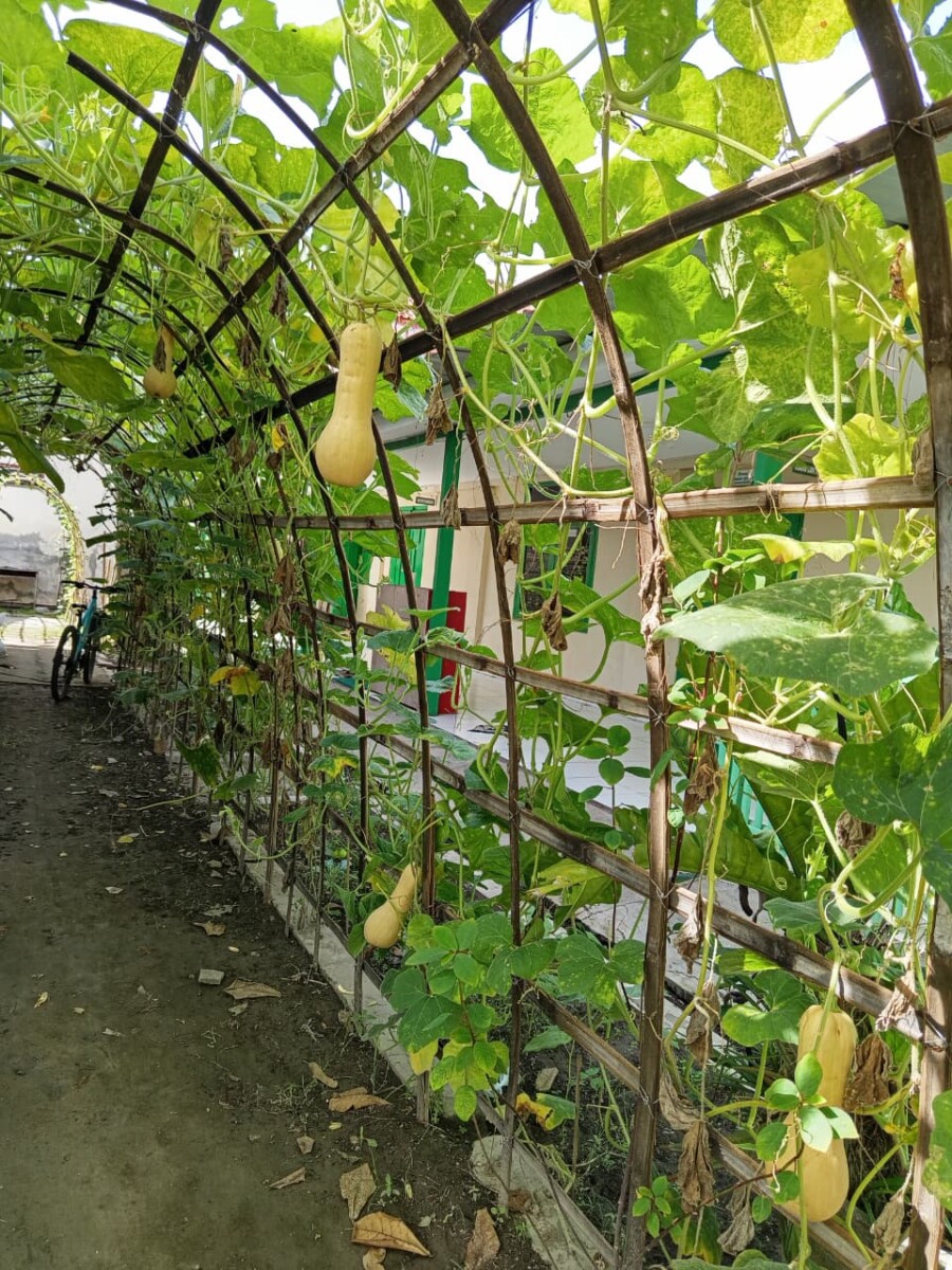 Labu Madu Percantik Kebun MAN 2 Bantul, Jadi Media Belajar Sekaligus ...